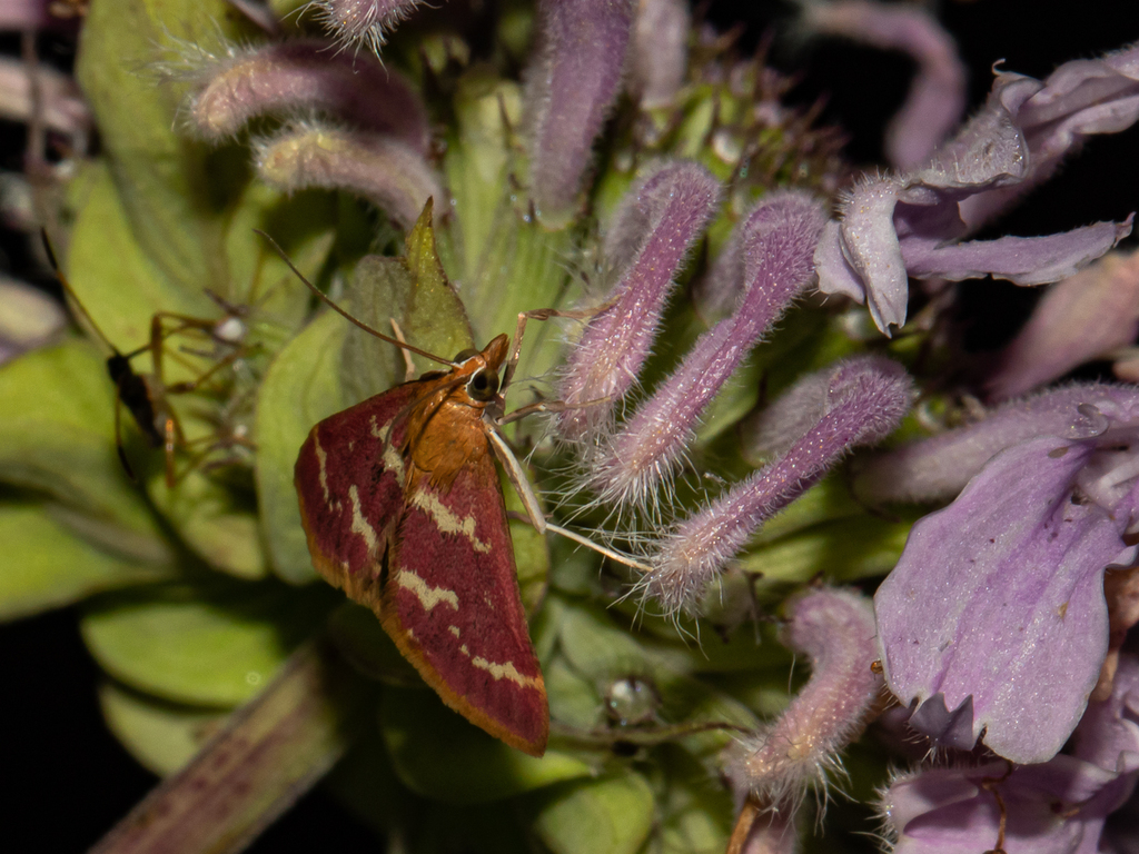 Raspberry Pyrausta Moth from Patuxent Research Refuge, Anne Arundel ...