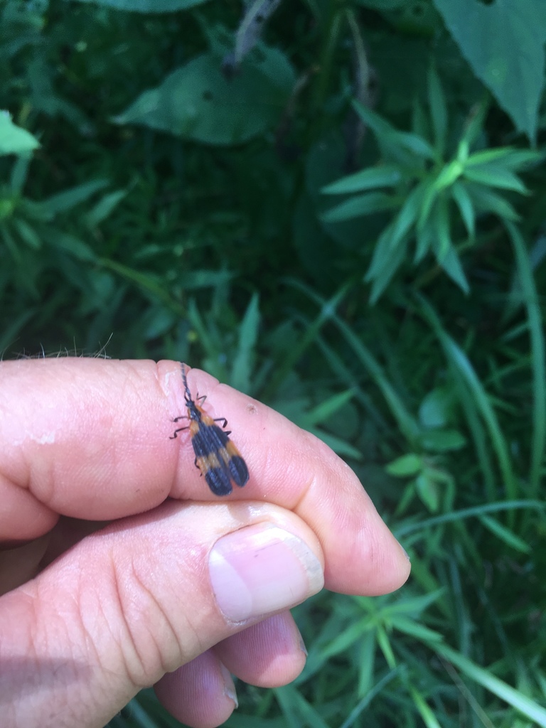 Reticulated Net-winged Beetle from 13030 Old Annapolis Rd, Mount Airy ...