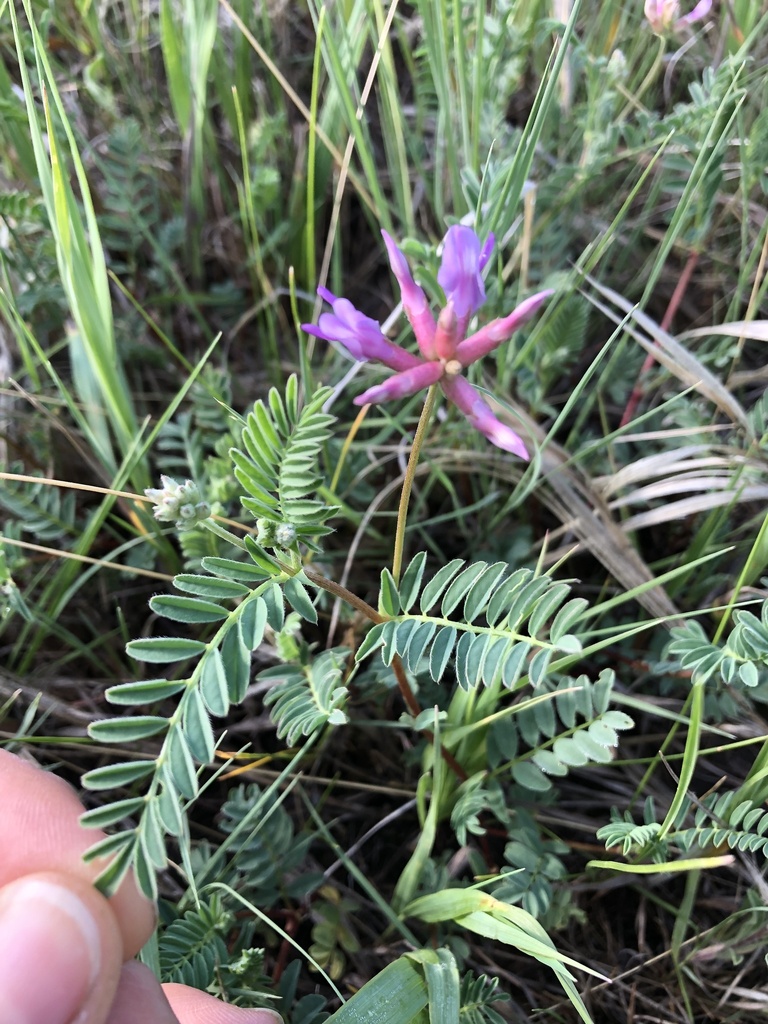 Astragalus hallii hallii from Florissant Fossil Beds National Monument ...