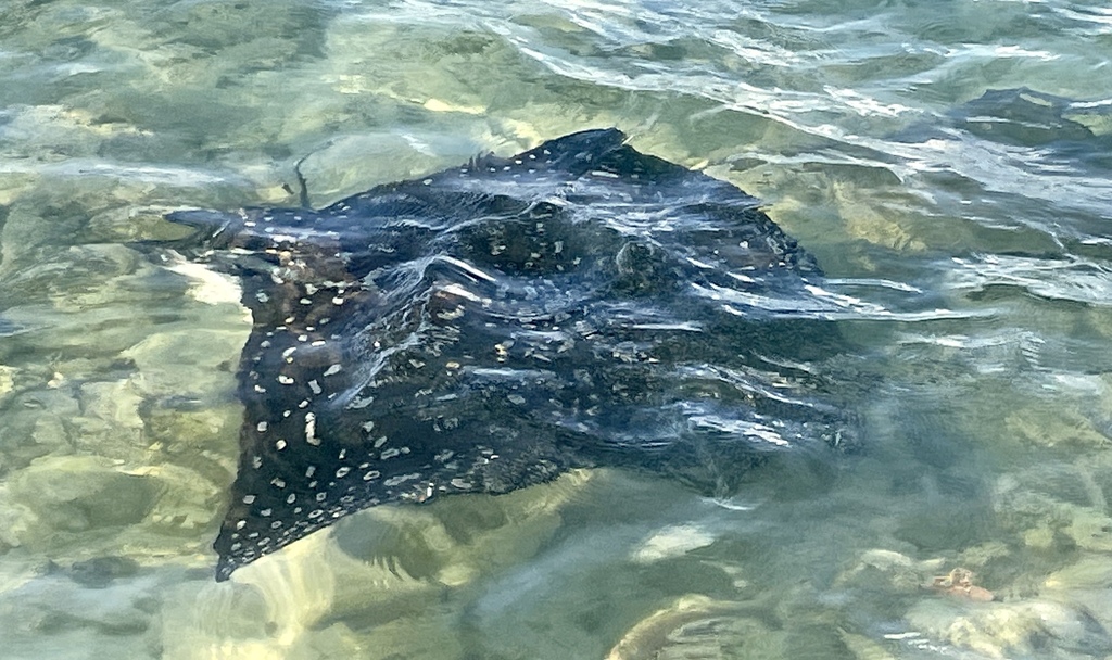 Spotted Eagle Ray in January 2022 by Lori Blanc · iNaturalist