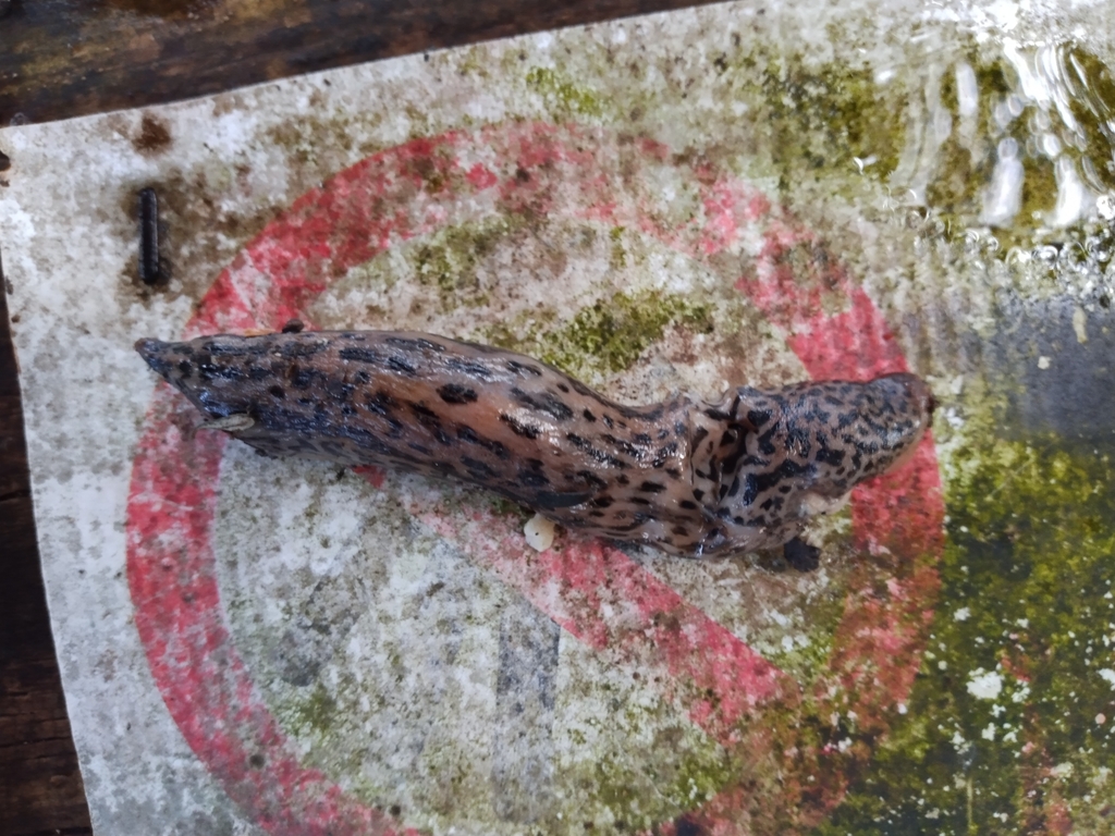Leopard Slug from Pāuatahanui, New Zealand on July 16, 2022 at 12:20 PM ...