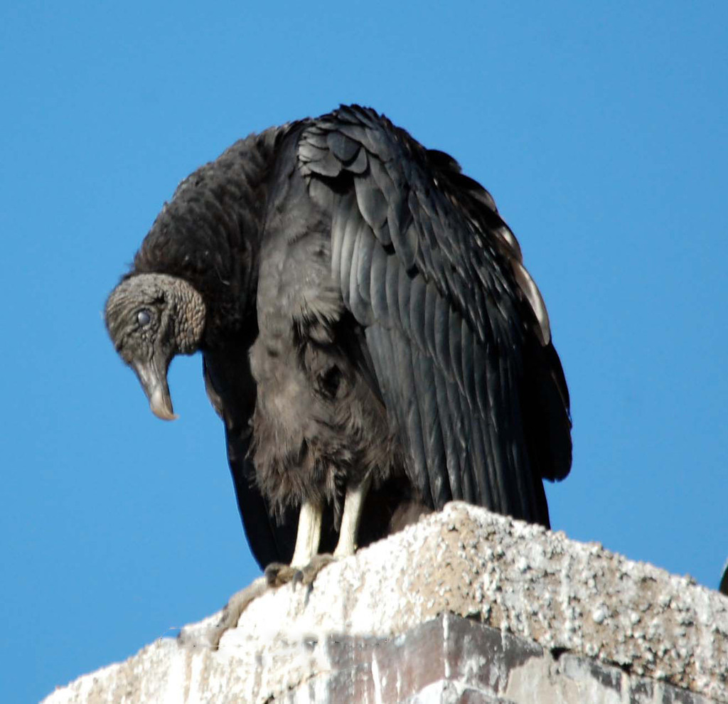 Black Vulture from 275 Great Neck Rd, Waterford, CT 06385, USA on May ...