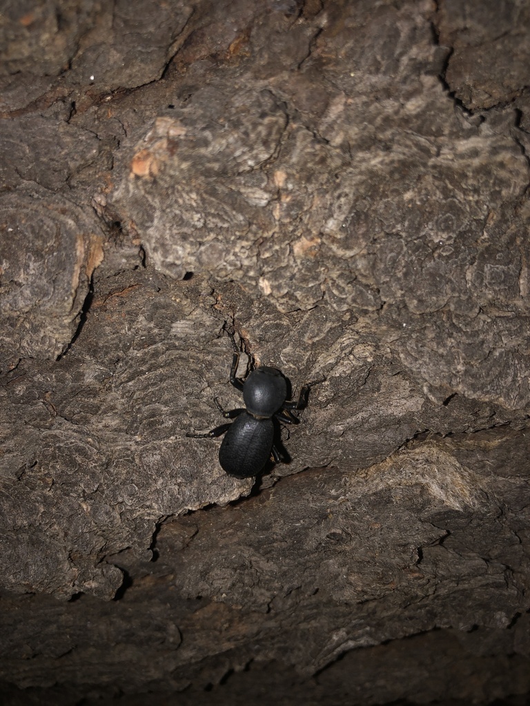 Zopherus sanctaehelenae from South Fork Kings River, Kings Canyon ...