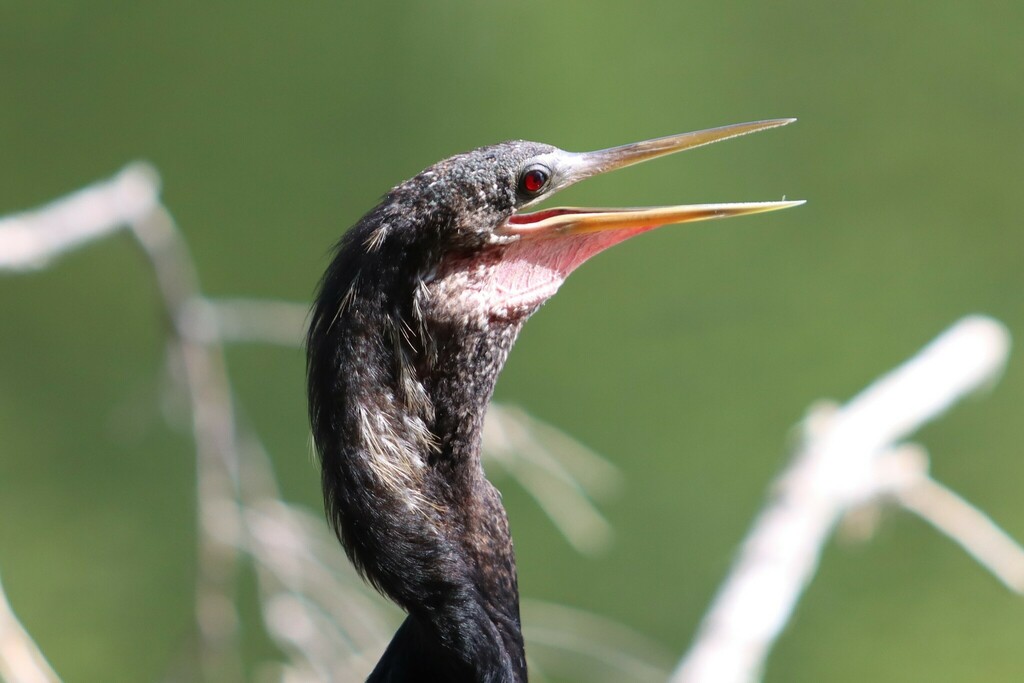 Anhinga from Fort Bend County, TX, USA on July 13, 2022 at 10:16 PM by ...