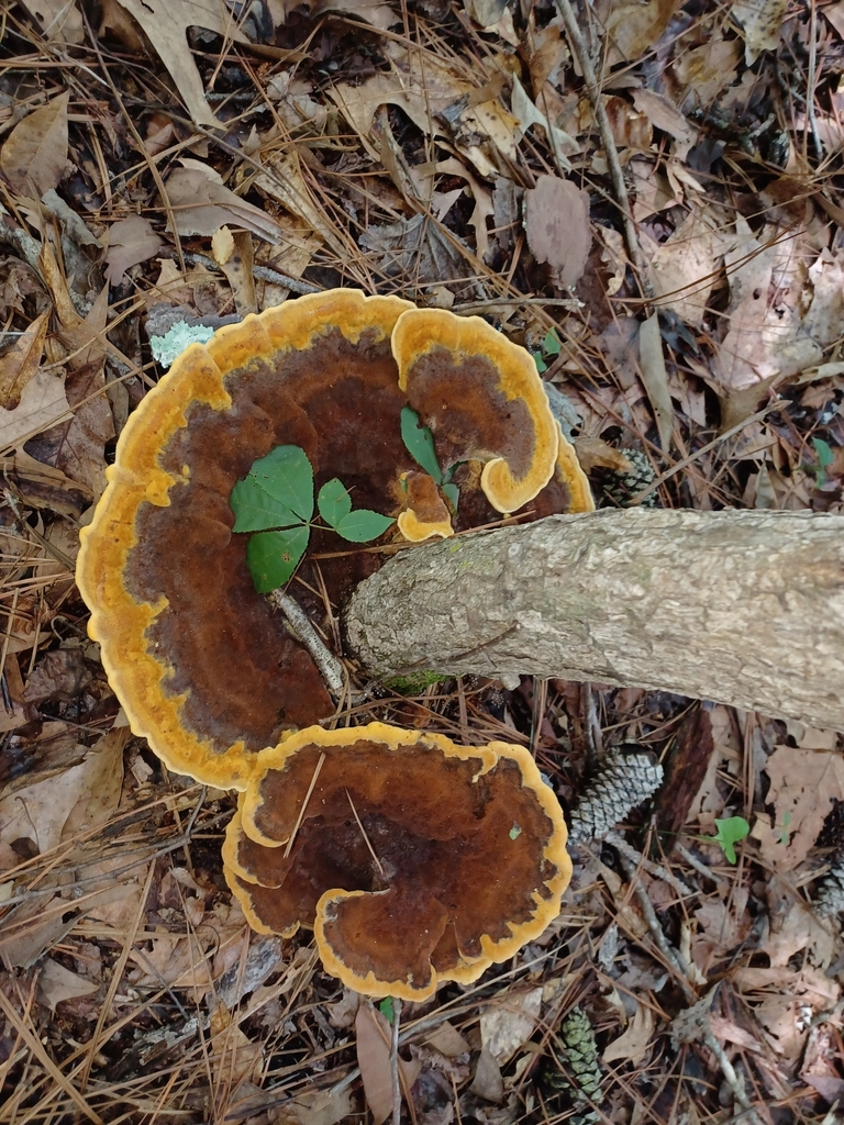 Dyer's Polypore from Macon, GA 31217, USA on July 15, 2022 at 03:25 PM ...