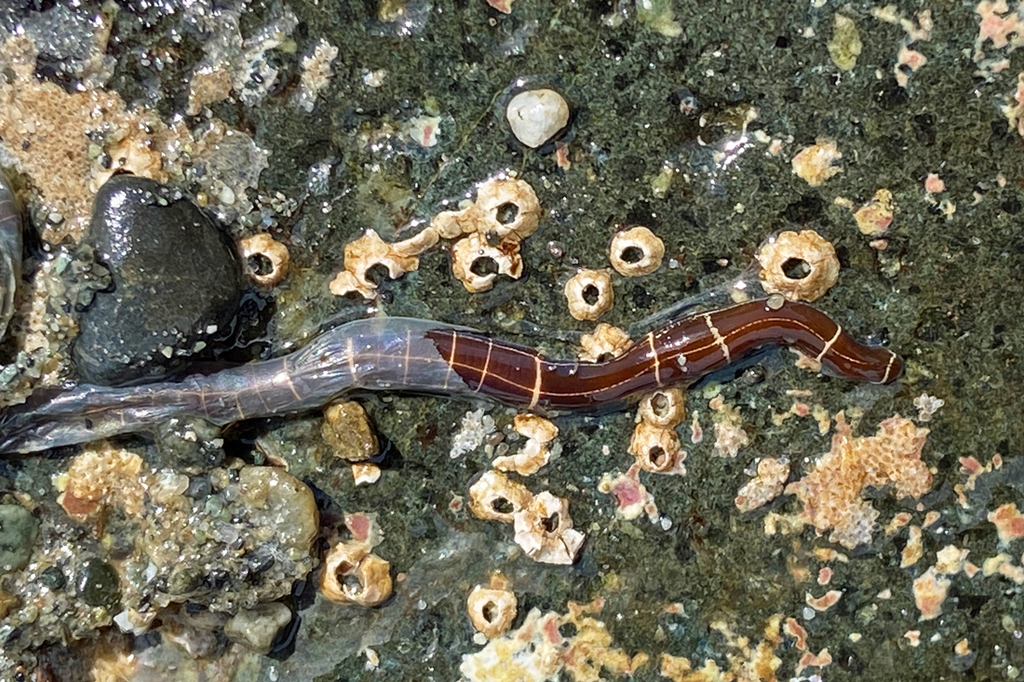 Six-lined Ribbon Worm from Island County, WA, USA on July 15, 2022 at ...