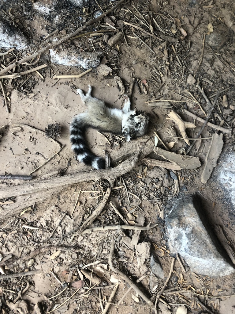 Ringtail from Washington County, US-UT, US on July 10, 2022 at 08:39 AM ...