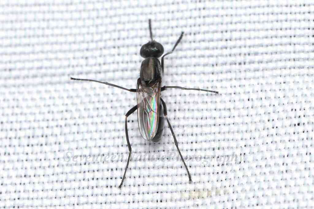 Toxopoda from 中国江苏省南京市玄武区 on July 14, 2022 at 08:58 PM by 石柒 · iNaturalist