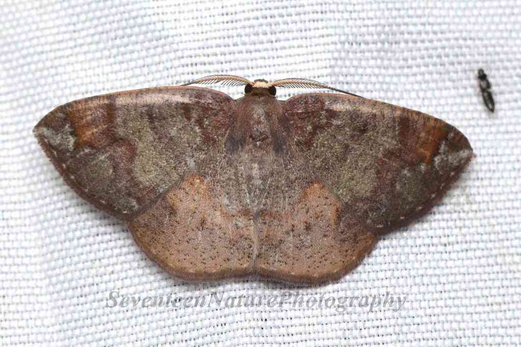 Astygisa vexillaria from 中国江苏省南京市玄武区 on July 14, 2022 at 09:11 PM by 石柒 ...