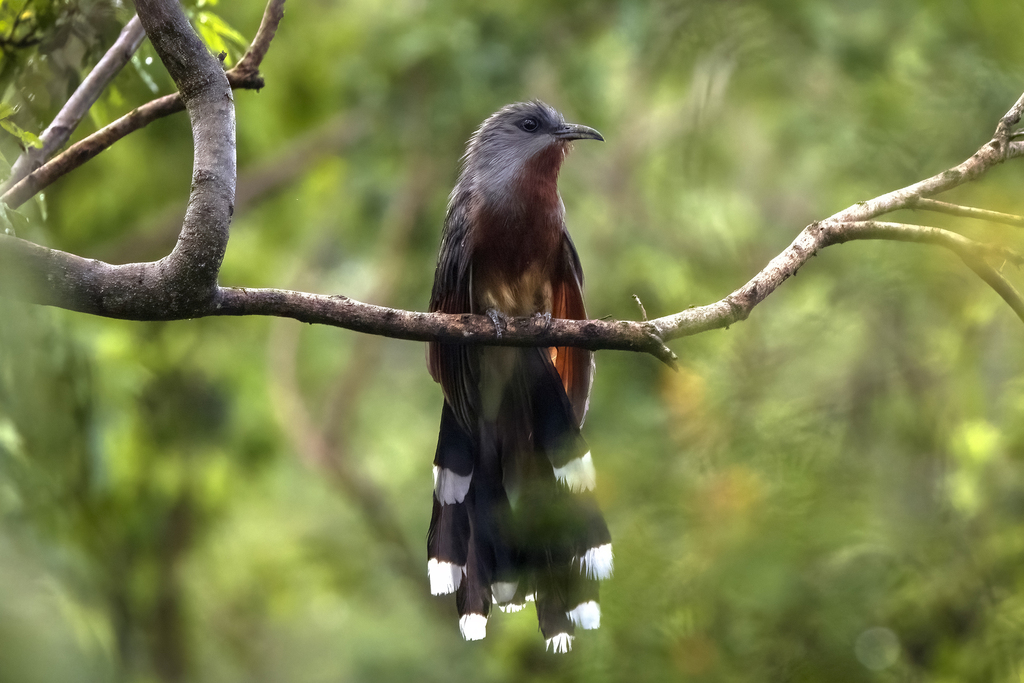 Bay-breasted Cuckoo in June 2022 by Javier Gautier · iNaturalist