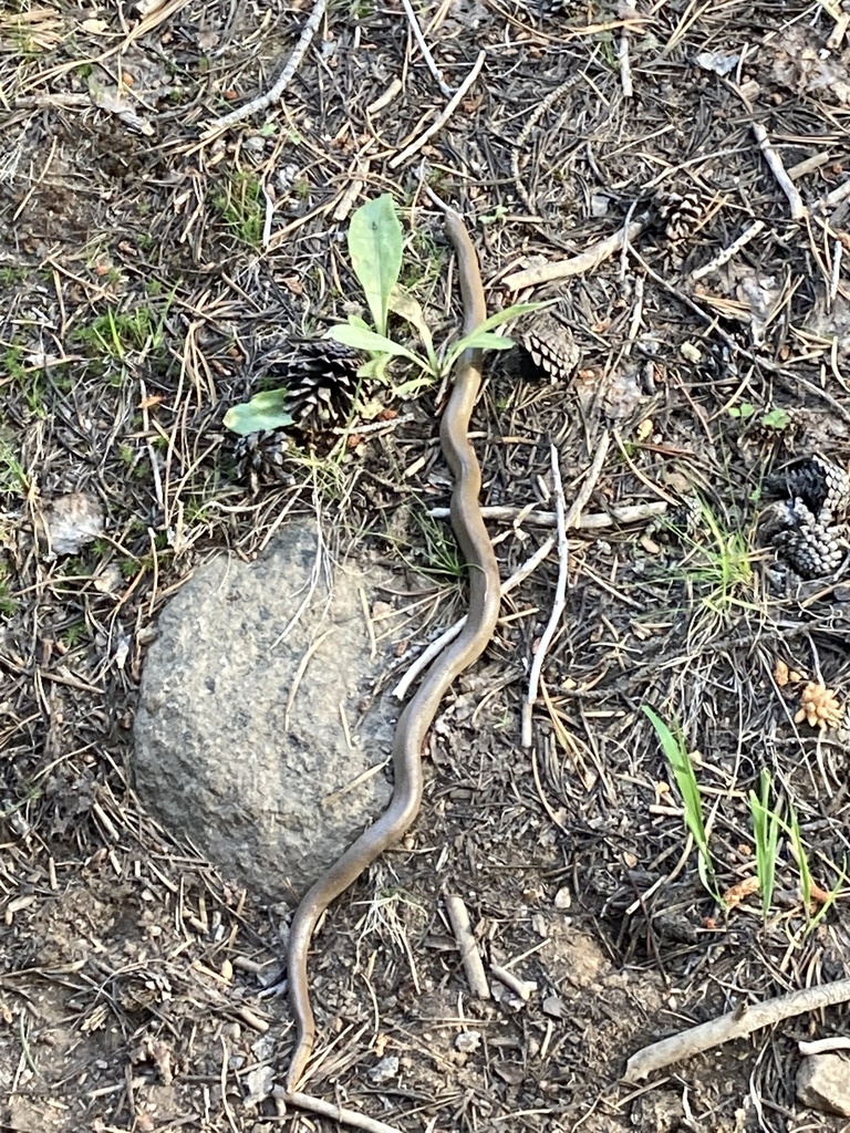 Northern Rubber Boa from John Muir Wilderness, Shaver Lake, CA, US on ...