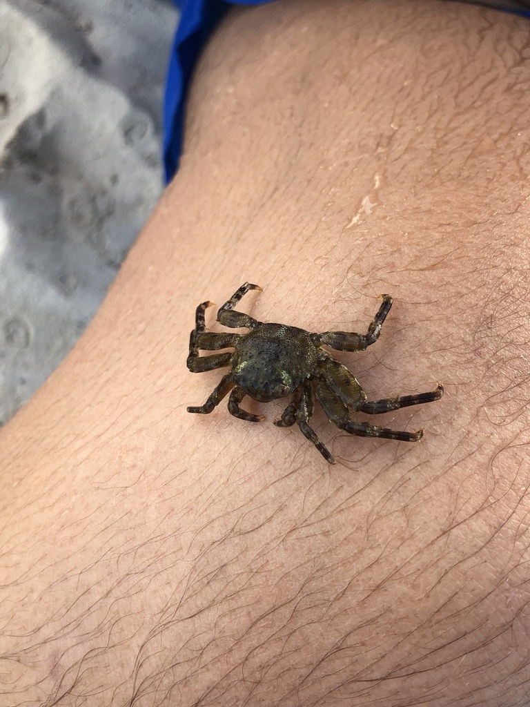 Tidal Spray Crab from Felipe Carrillo Puerto, Quintana Roo, MX on July ...