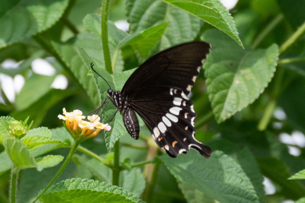 Common Mormon Swallowtail from Jaguli Grassland on July 10, 2022 at 08: ...