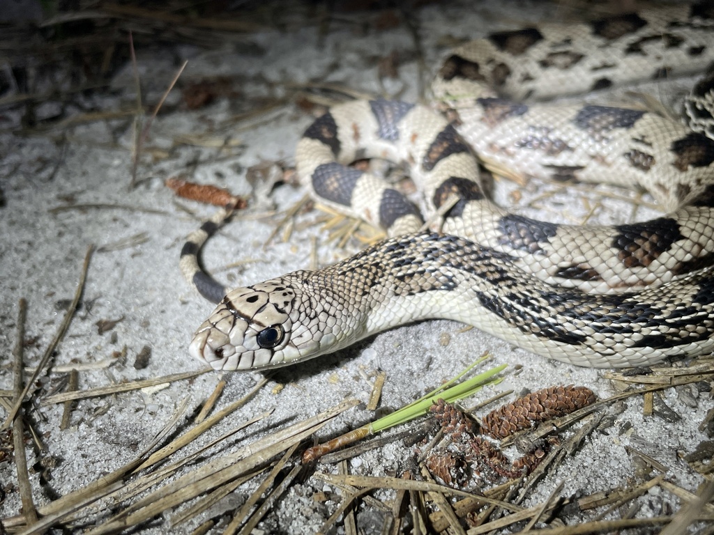 Northern Pine Snake in July 2022 by Bruce Edley · iNaturalist