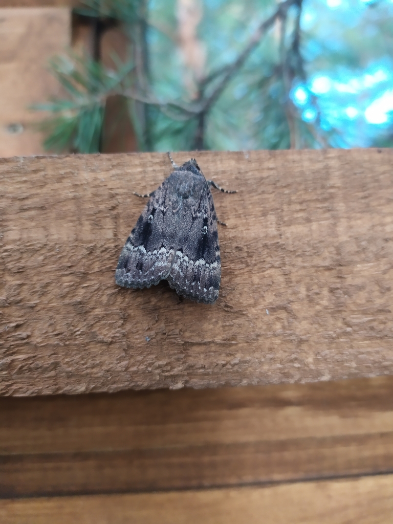 Eurasian Copper Underwing from Ульяновская обл., Россия, 433391 on July ...