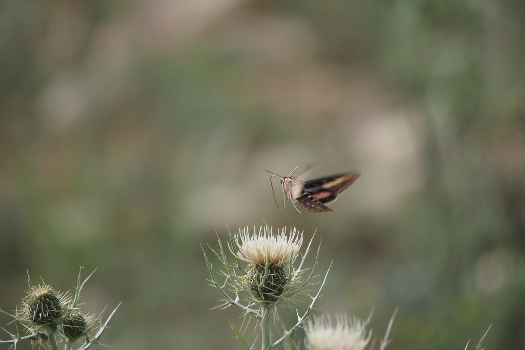 White-lined Sphinx from Kaibab National Forest, Marble Canyon, AZ, US ...