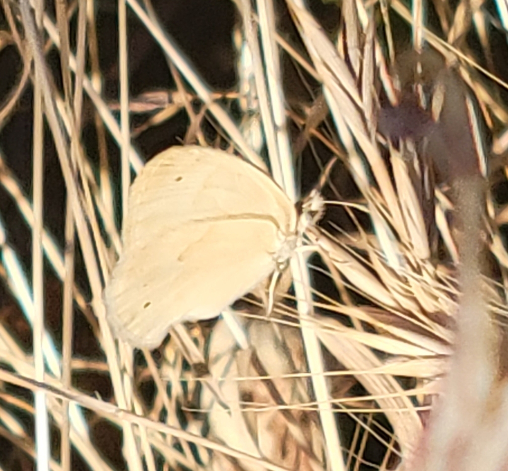 Common Ringlet from Rescue, CA 95672, USA on July 15, 2022 at 07:15 PM ...