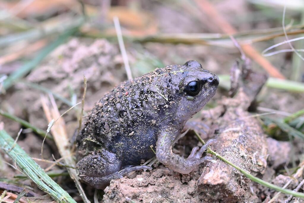 Boreal Digging Frog from 中国天津市南开区宾水西道35G4+Q2Q 邮政编码: 300391 on July 15 ...