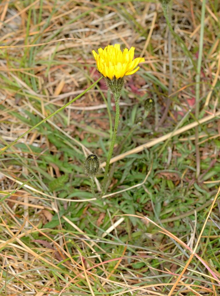 Autumn Hawkbit from Anchorage, AK, USA on July 12, 2022 at 06:06 PM by ...