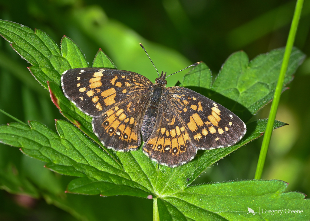 Silvery Checkerspot from Hannagan Meadow, AZ 85533, USA on July 09 ...
