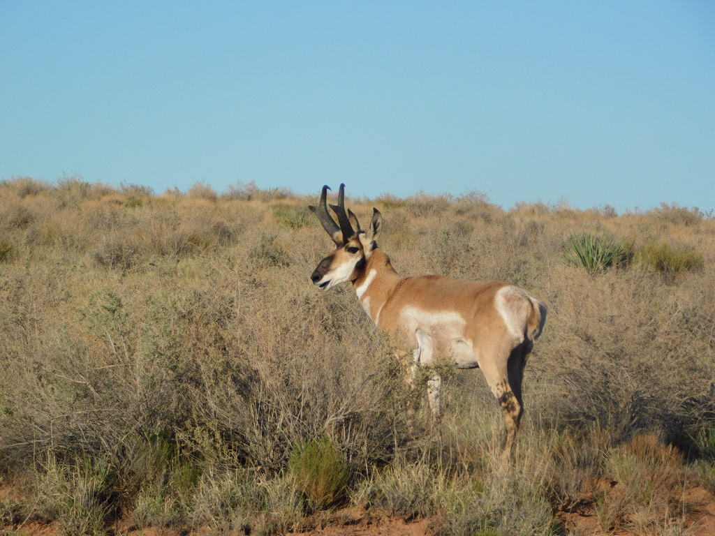 Pronghorn from Petrified Forest National Park, Concho, AZ, US on July ...