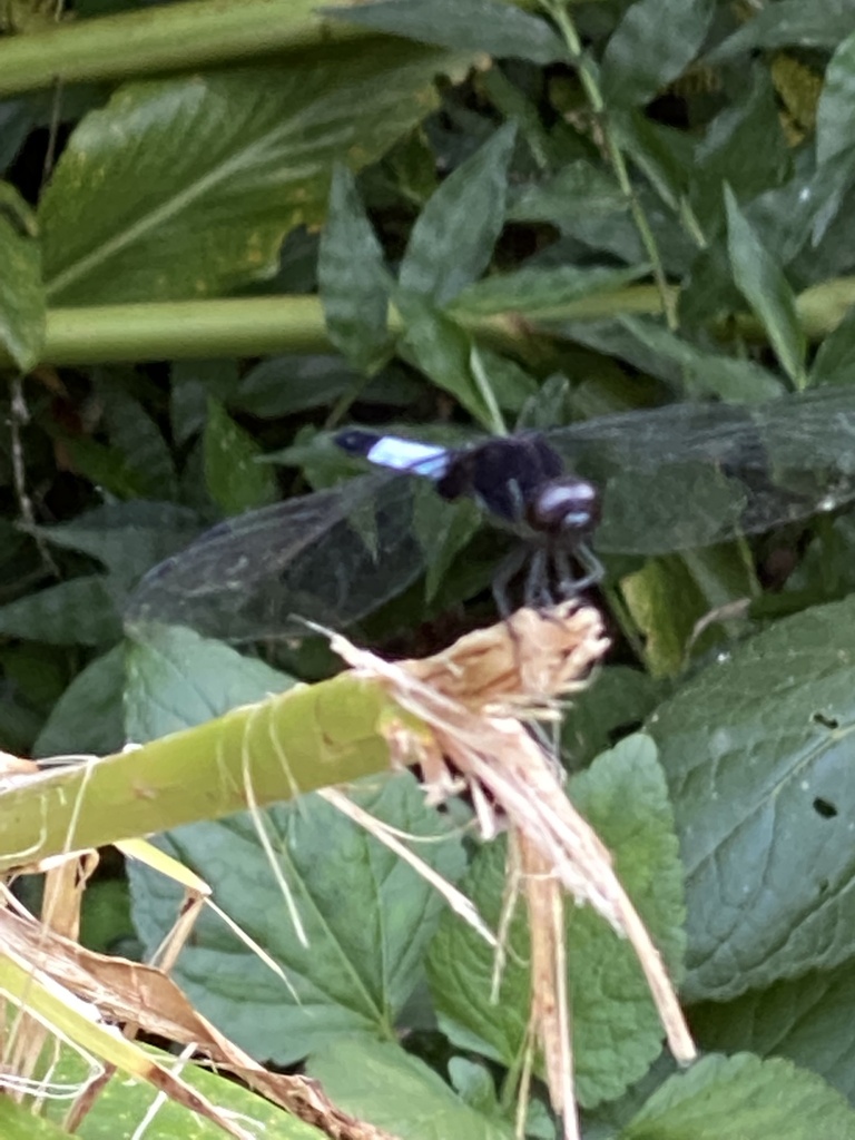 Blue-tailed Forest Hawk from 烏來區, TW on July 16, 2022 at 02:39 PM by 傑靈 ...