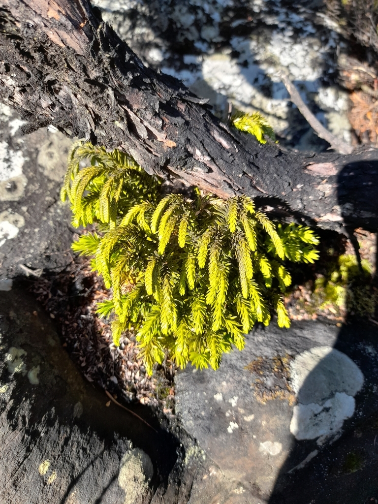 hanging clubmoss from Dunedin, NZ-OT, NZ on July 16, 2022 at 12:49 PM ...
