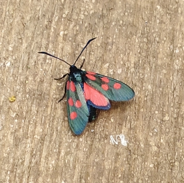 narrow-bordered five-spot burnet from Ульяновская обл., Россия, 433391 ...