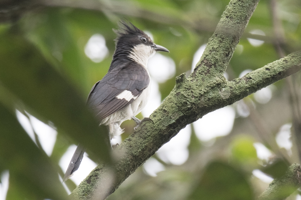 Pied Cuckoo from Jaguli Grassland on July 10, 2022 at 12:05 PM by mohua ...