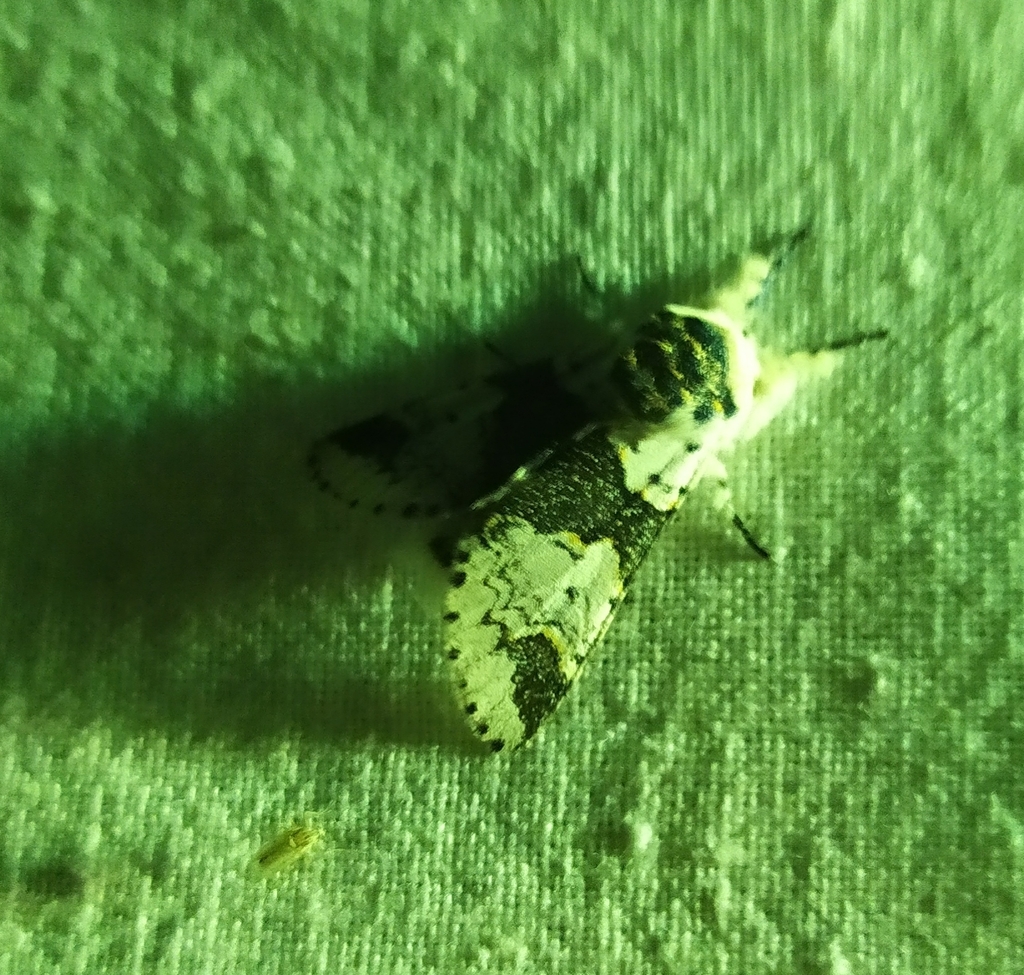 Alder Kitten from Water body, RU-UL, RU on July 10, 2022 at 10:37 PM by ...