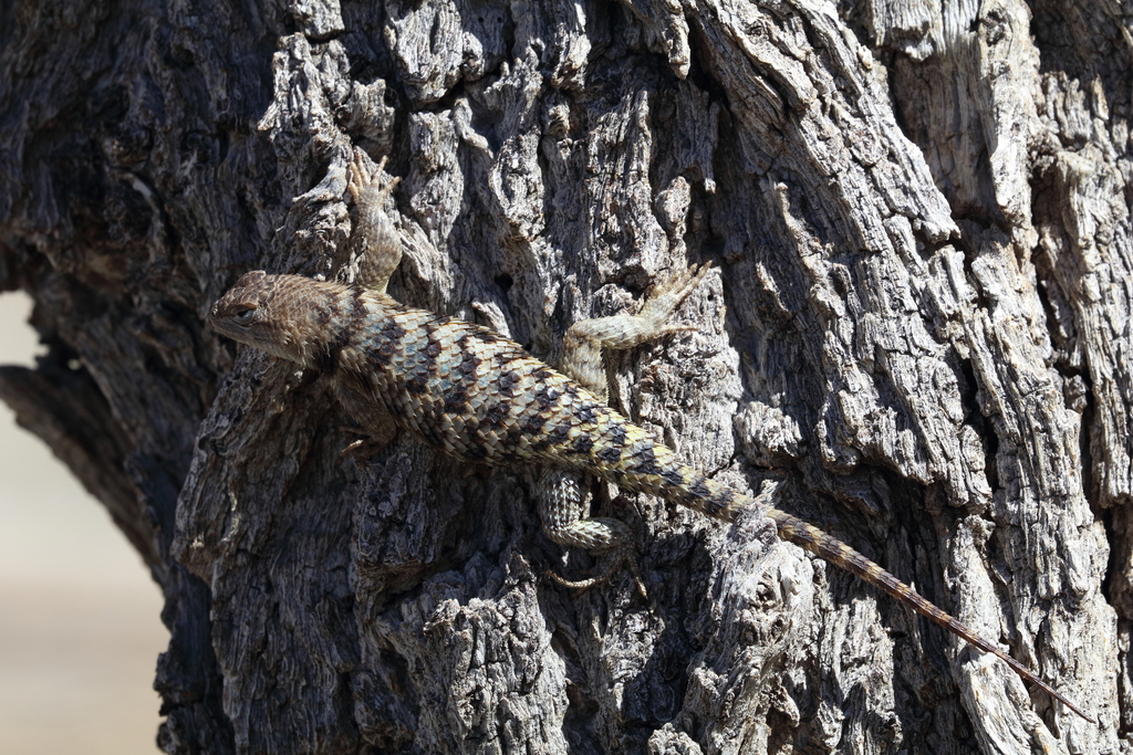 Yellow-backed Spiny Lizard in July 2022 by louislo · iNaturalist