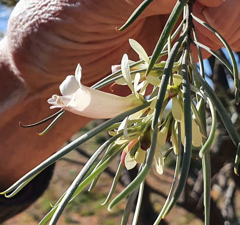 weeooka from Fowlers Gap NSW 2880, Australia on June 21, 2022 at 11:01 ...