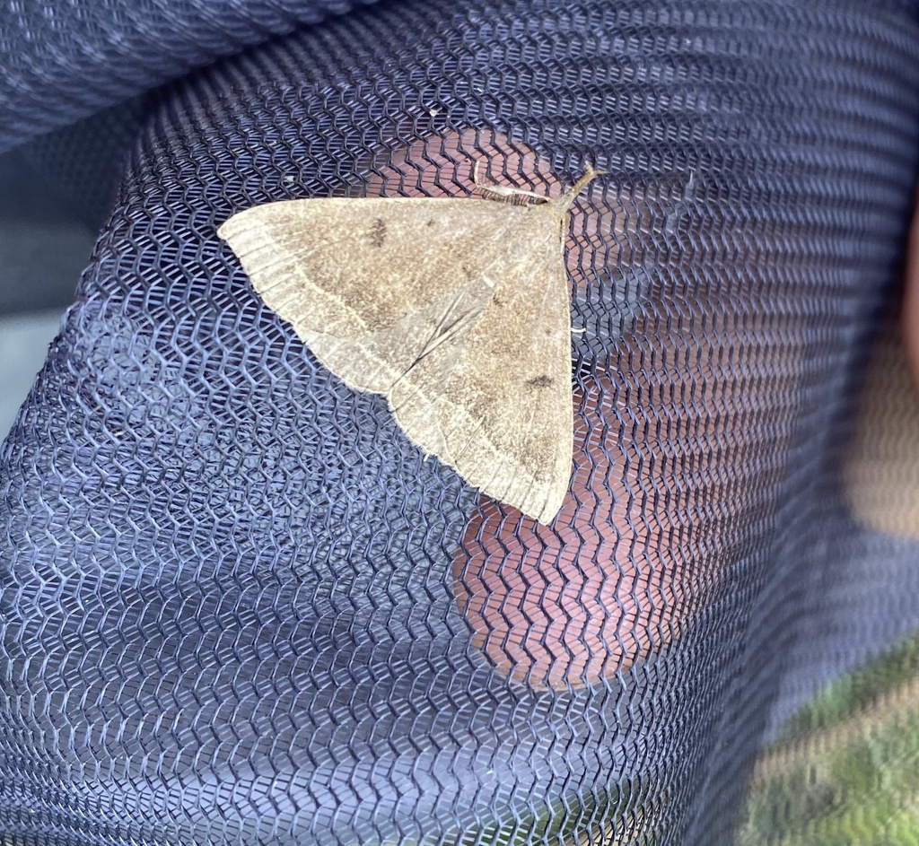 Plumed Fan-foot from Rue du Hamel, Arnières-sur-Iton, Normandie, FR on ...