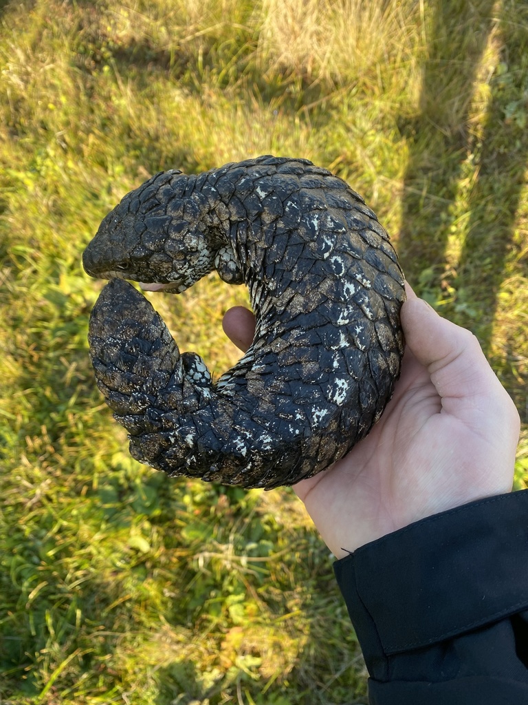 Shingleback Lizard from Terrick Ward, Pyramid Hill, VIC, AU on July 09 ...