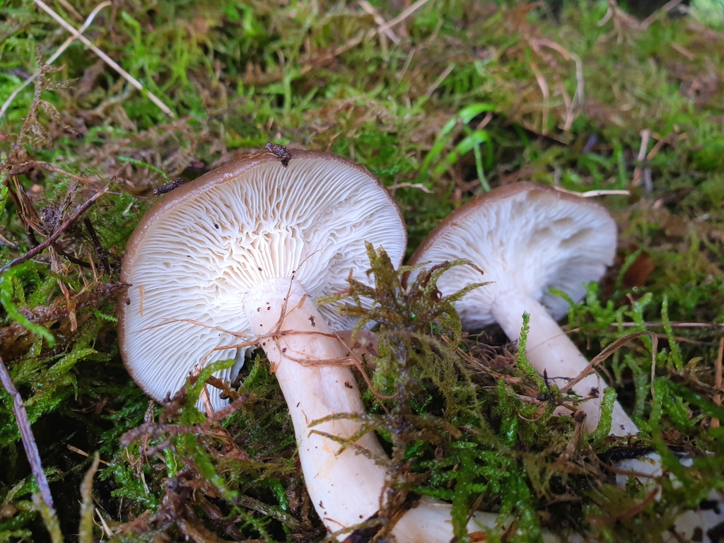 chestnut brittlestem from Healesville VIC 3777, Australia on July 16 ...
