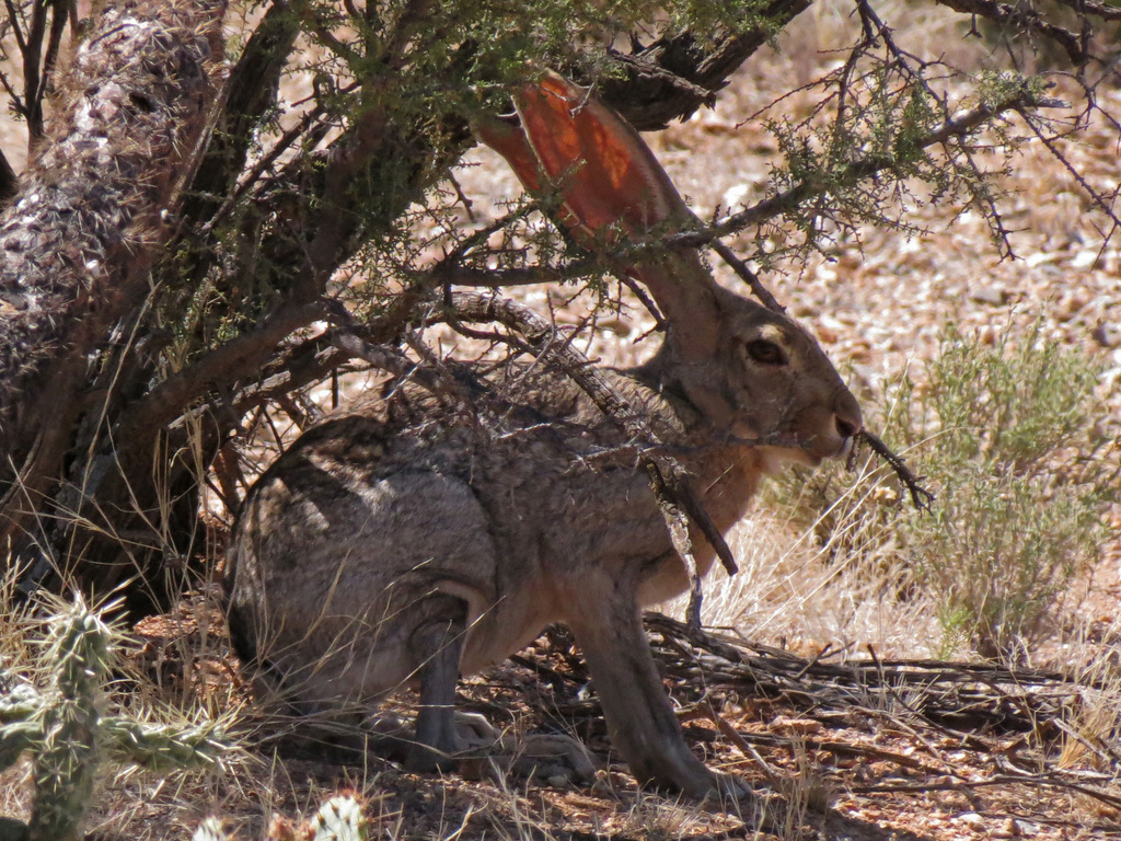 Black-tailed Jackrabbit from Saguaro National Park, Arizona, USA on May ...