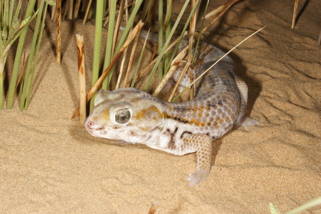Persian Wonder Gecko in April 2009 by Drew Gardner · iNaturalist