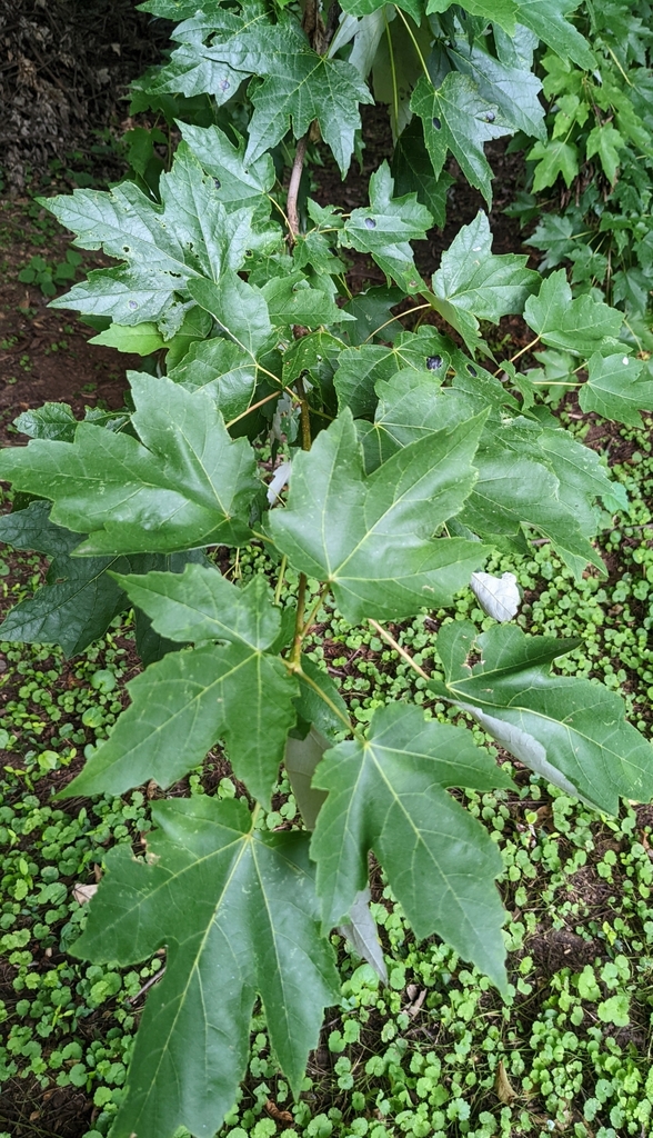 red maple in July 2022 by Wende Crow · iNaturalist