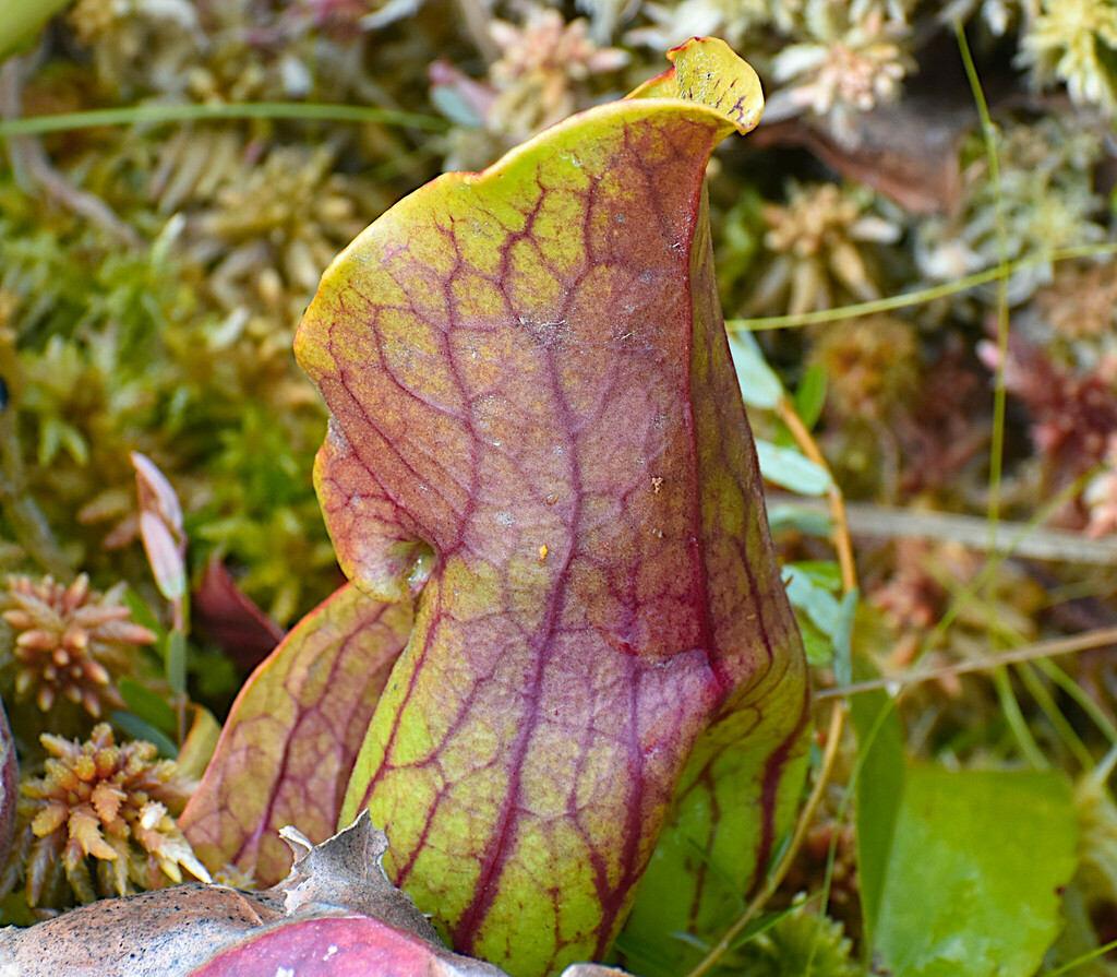 purple pitcher plant in July 2022 by Tucker J. Cooley. Sarracenia ...