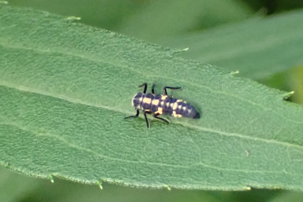 Black-spotted Lady Beetles from Polkton Charter Twp, MI, USA on July 15 ...