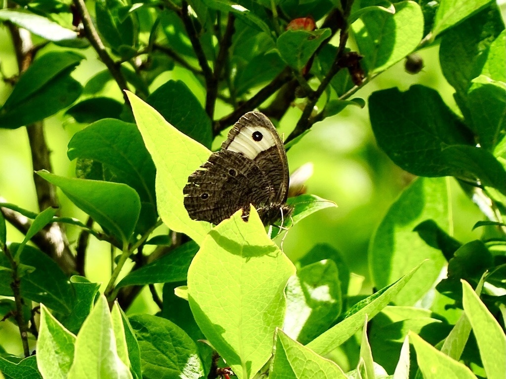 Common Wood-Nymph from Ward Pound Ridge Reservation, Cross River, NY ...