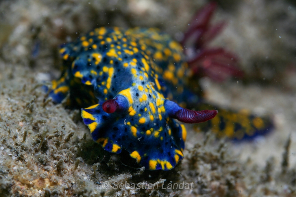 Hypselodoris from Fly Point on March 30, 2013 at 10:17 AM by Sebastien ...