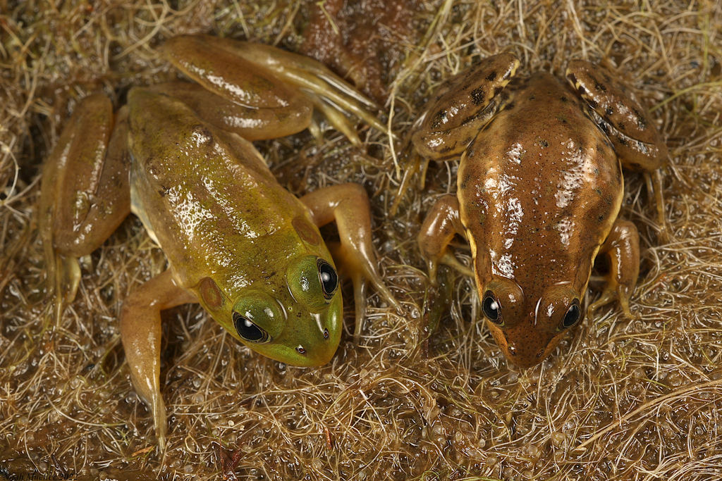 Carpenter Frog in July 2022 by captainjack0000. Small brown frog with ...