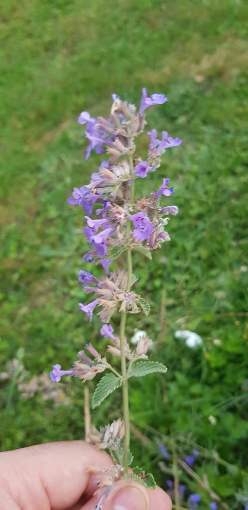 Eastern Cat-mint from Vendée, Pays de la Loire, FR on July 16, 2018 at ...