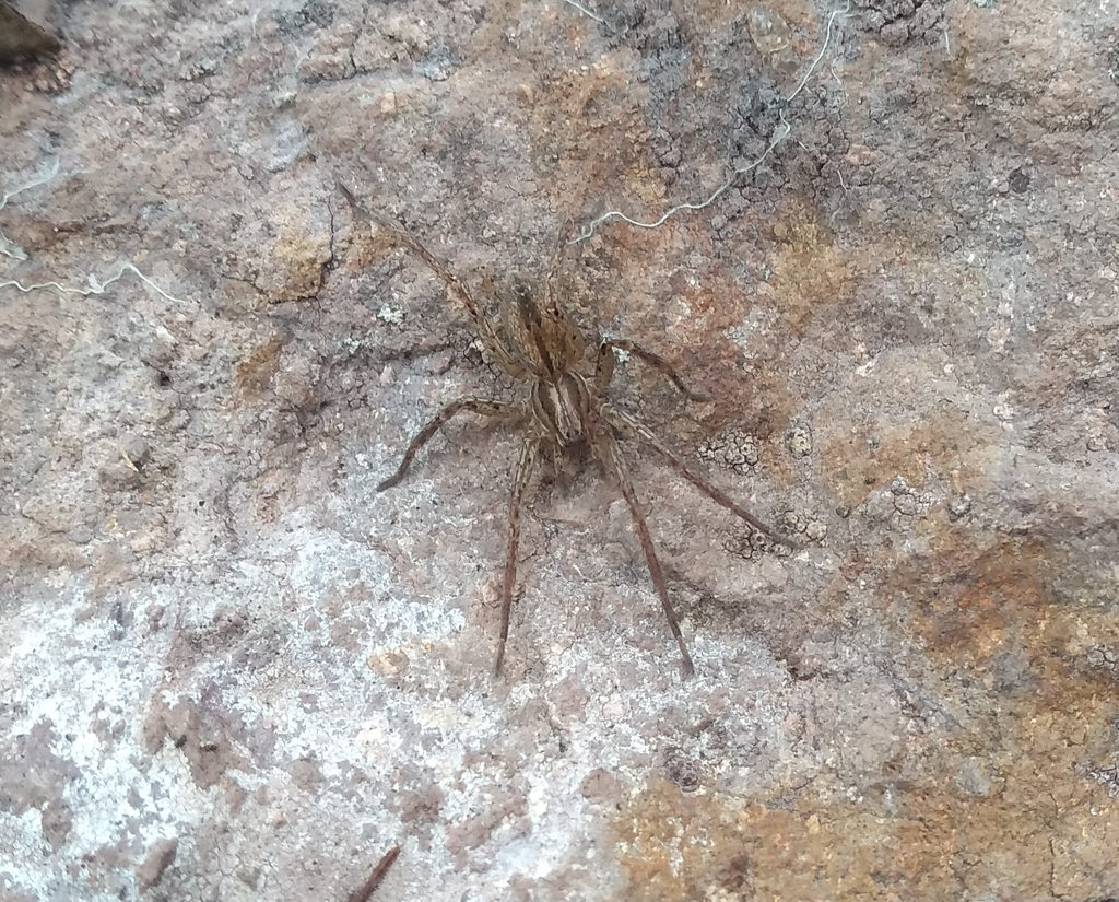 Ghost Spiders from Quinua, 05160, Perú on July 09, 2022 at 12:18 PM by ...