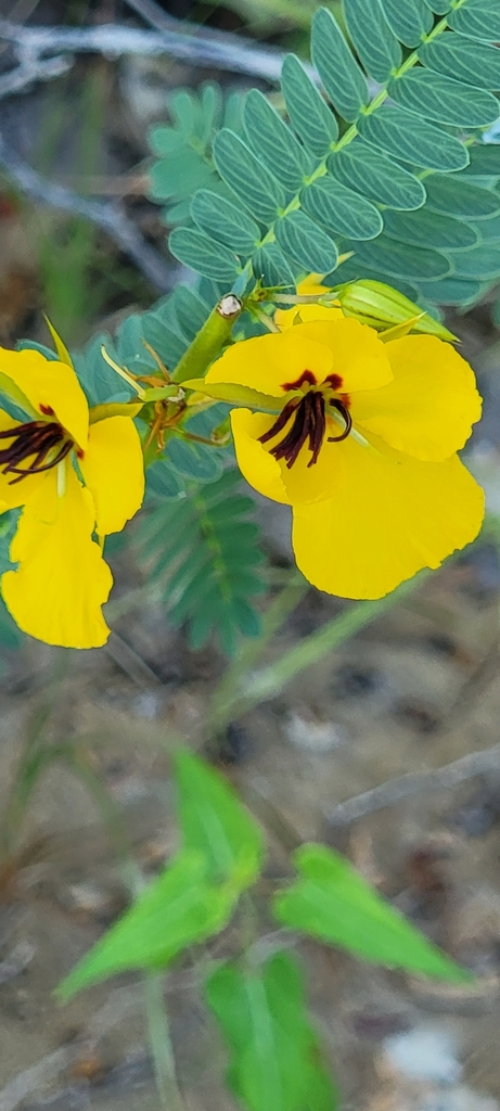 partridge pea from Lewisville, TX 75057, USA on July 16, 2022 at 08:20 ...