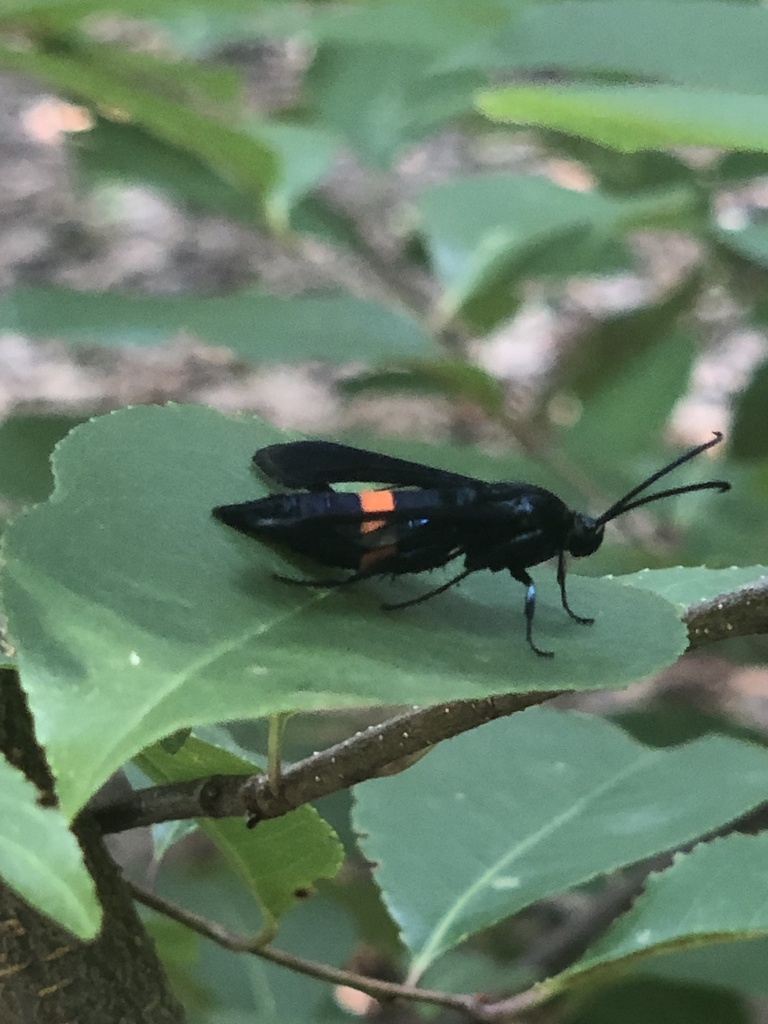 Winged and Once-winged Insects from Sarah P. Duke Gardens, Durham, NC ...