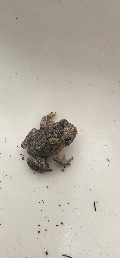 American Toad from Fayetteville, PA 17222, USA on July 16, 2022 at 11: ...
