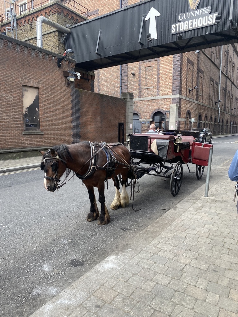 Domestic Horse from Erne Street Lower, Dublin 2, Co. Dublin, IE on July ...