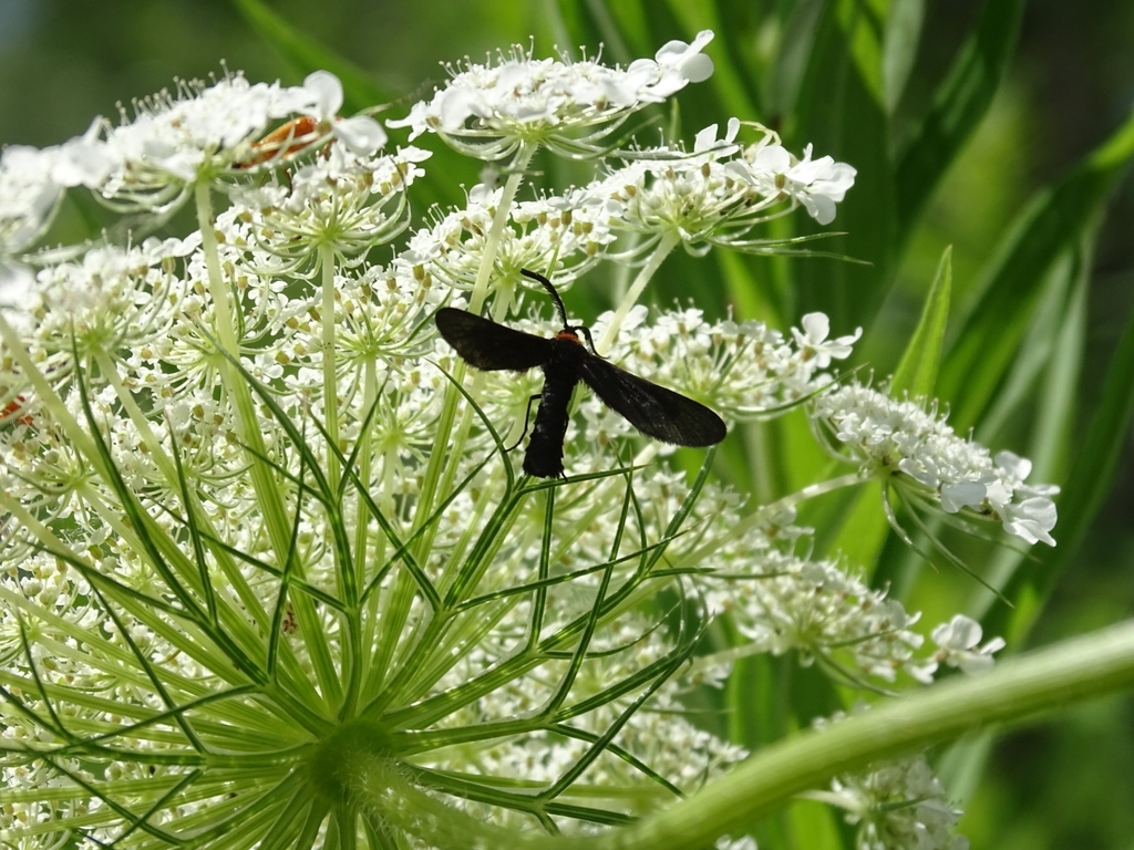 Grapeleaf Skeletonizer Moth from Montreal, QC H3E 1X9, Canada on July ...